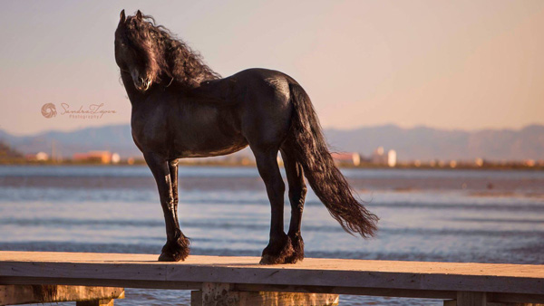 Spanien | Dressyr | Frieser | Costa del Azahar | HorseXplore